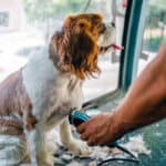 Mobile Grooming Franchise | Our Story - Aussie Pet Mobile